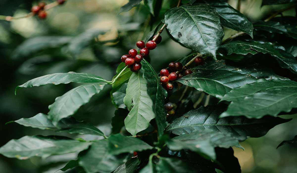 The Story of Coffee | Coffee’s Discovery